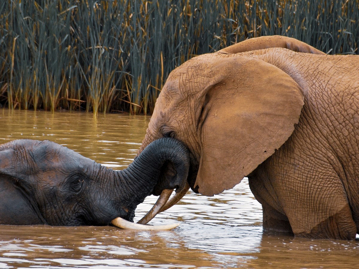 Les plus beaux parcs animaliers d’Afrique du Sud – Oovatu
