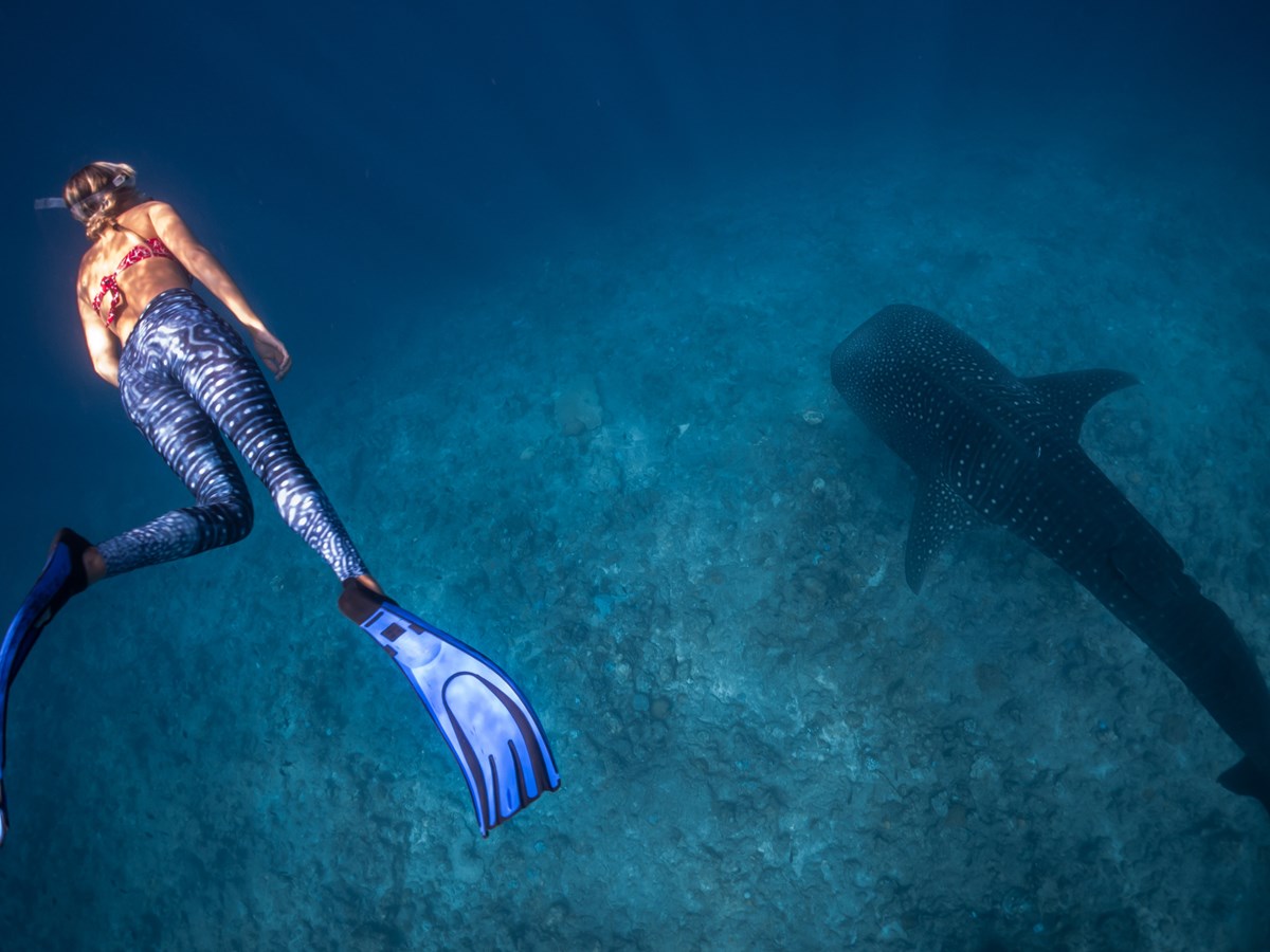 Les plus beaux spots pour nager avec les requins baleines aux Maldives
