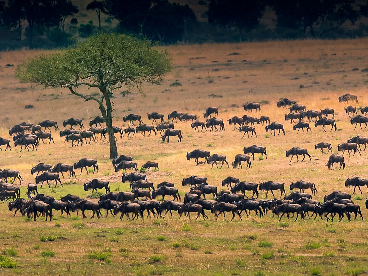Tanzanie & Zanzibar, safari privatif et séjour plage - Oovatu