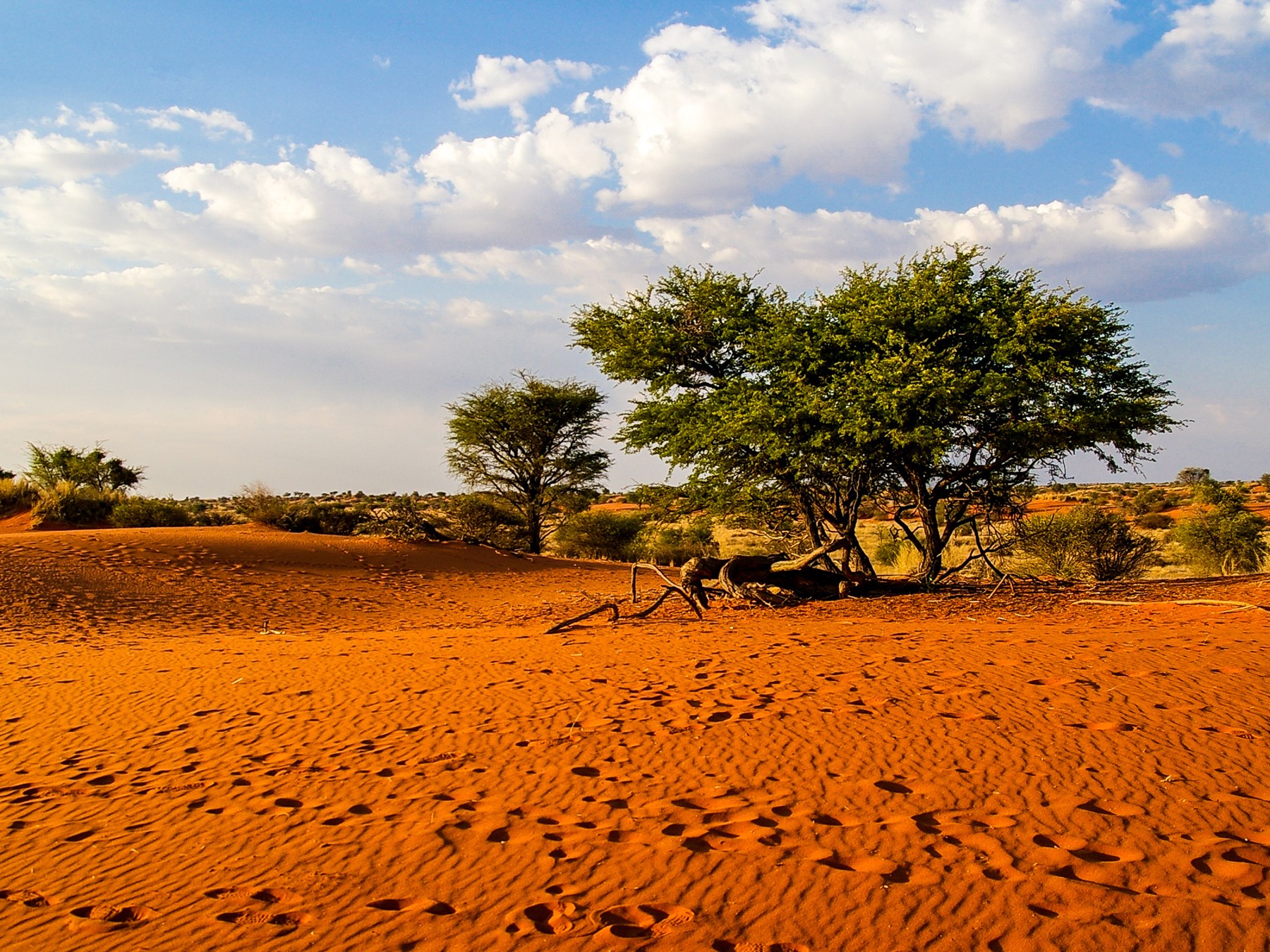 Voyage dans le Désert du Kalahari en Namibie - OOVATU