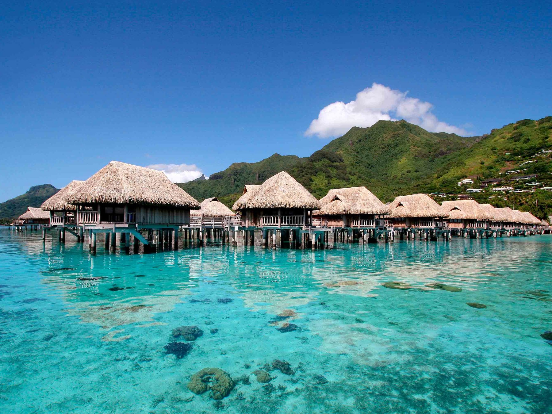 Combiné plongée dans les îles de la Société et les Marquises