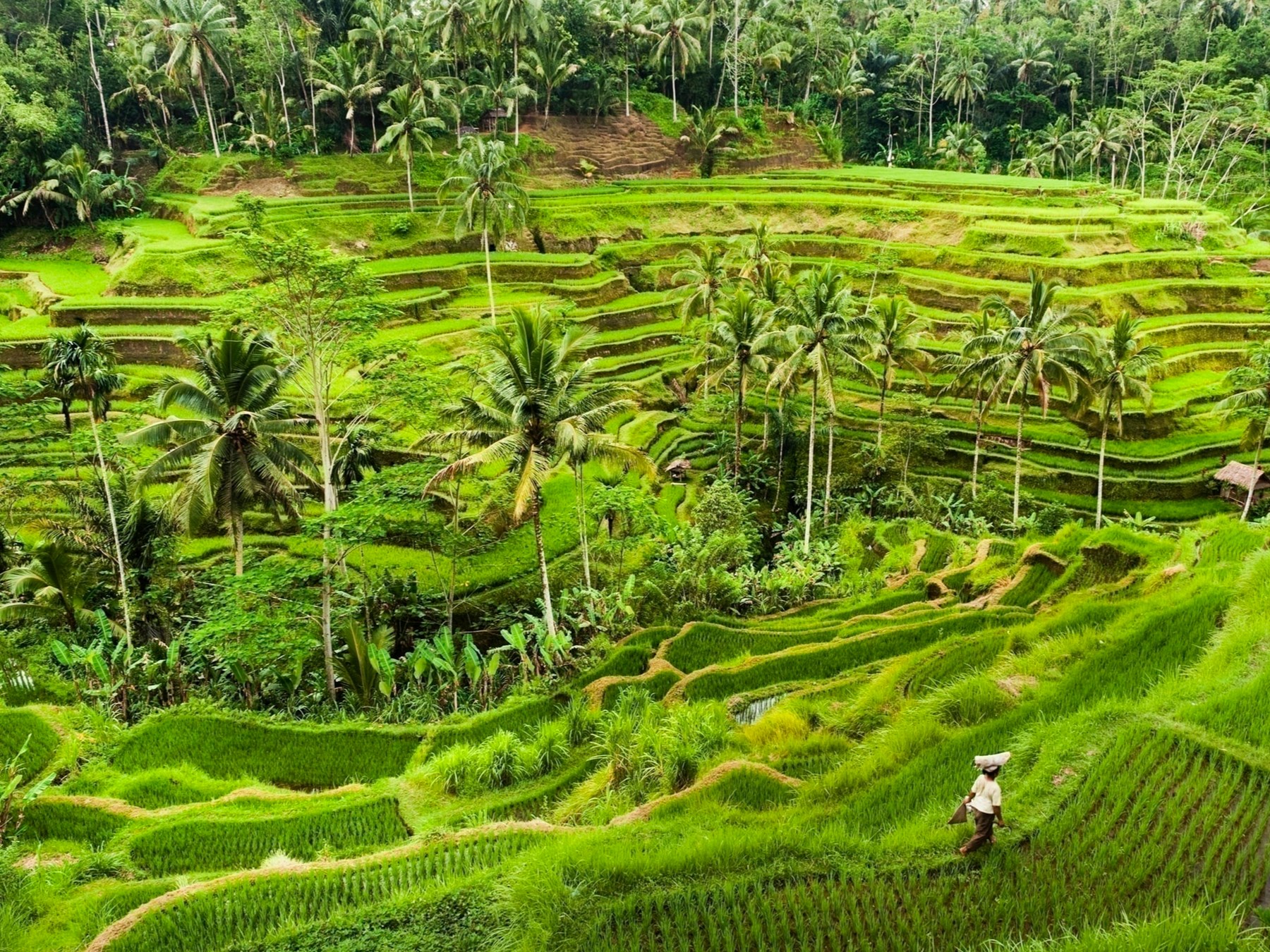 Circuit le meilleur de Java et Bali : réservez votre voyage avec Oovatu