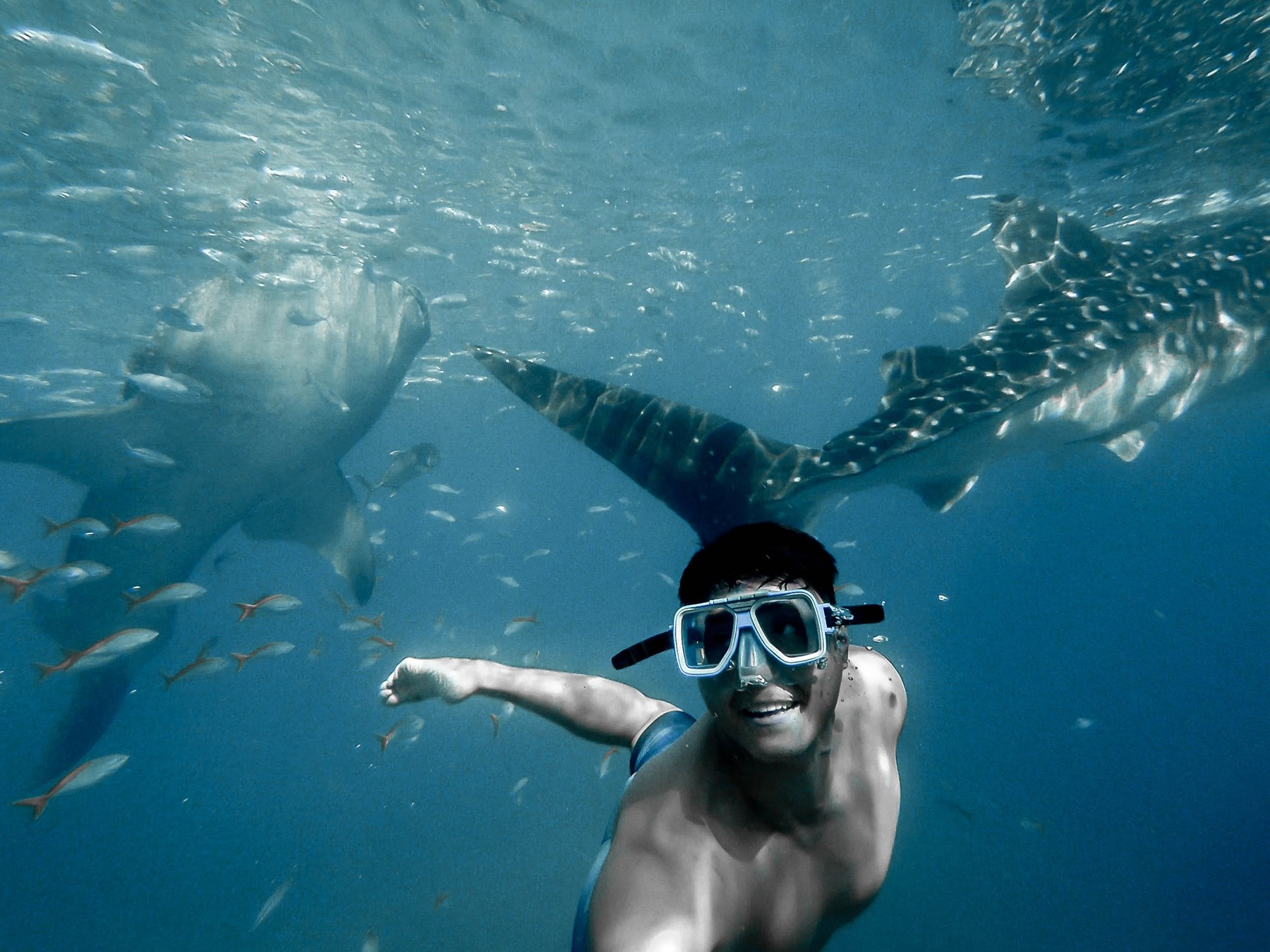 Les plus beaux spots pour nager avec les requins baleines aux Maldives