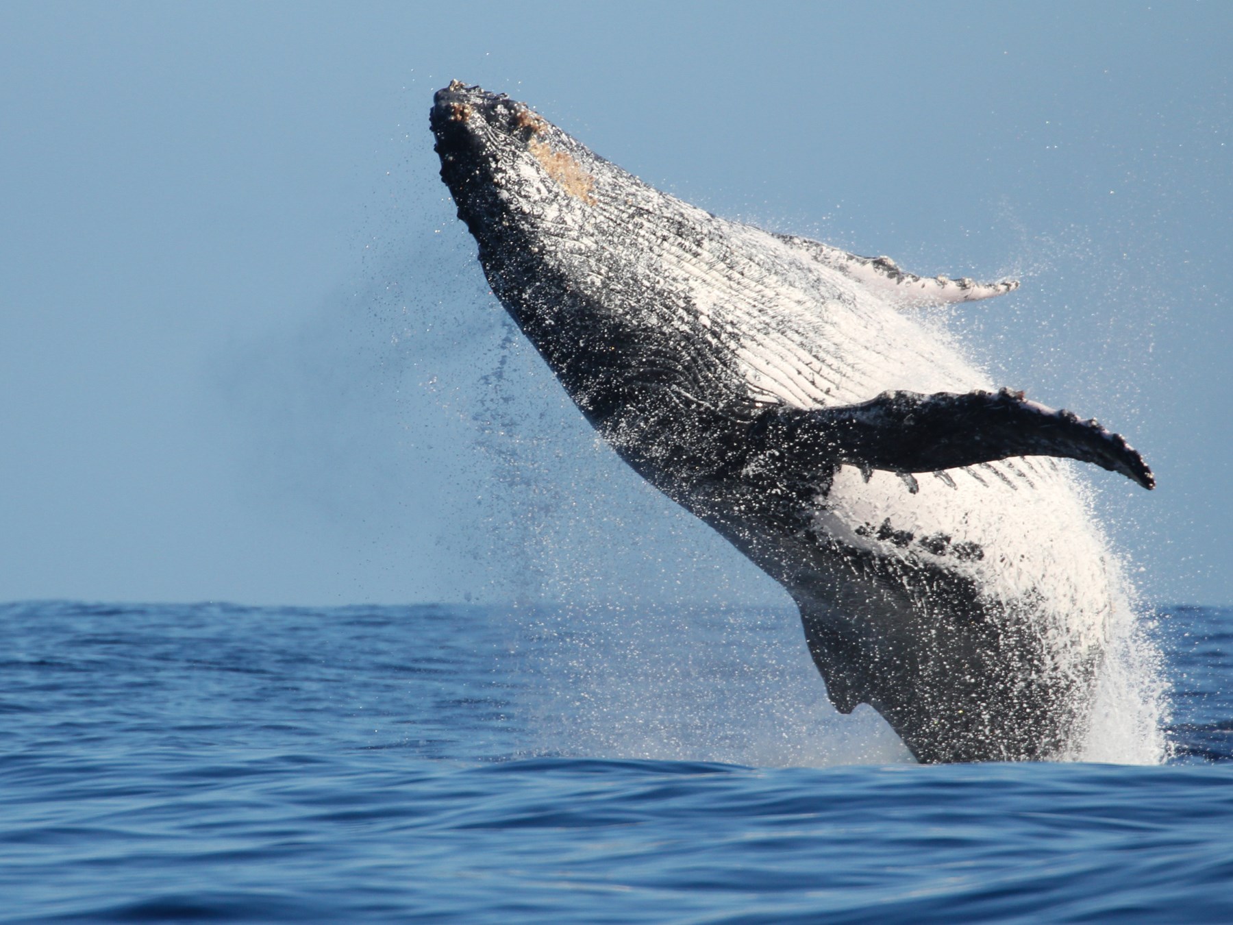 Où voir les baleines à la Réunion ? Les conseils OOVATU