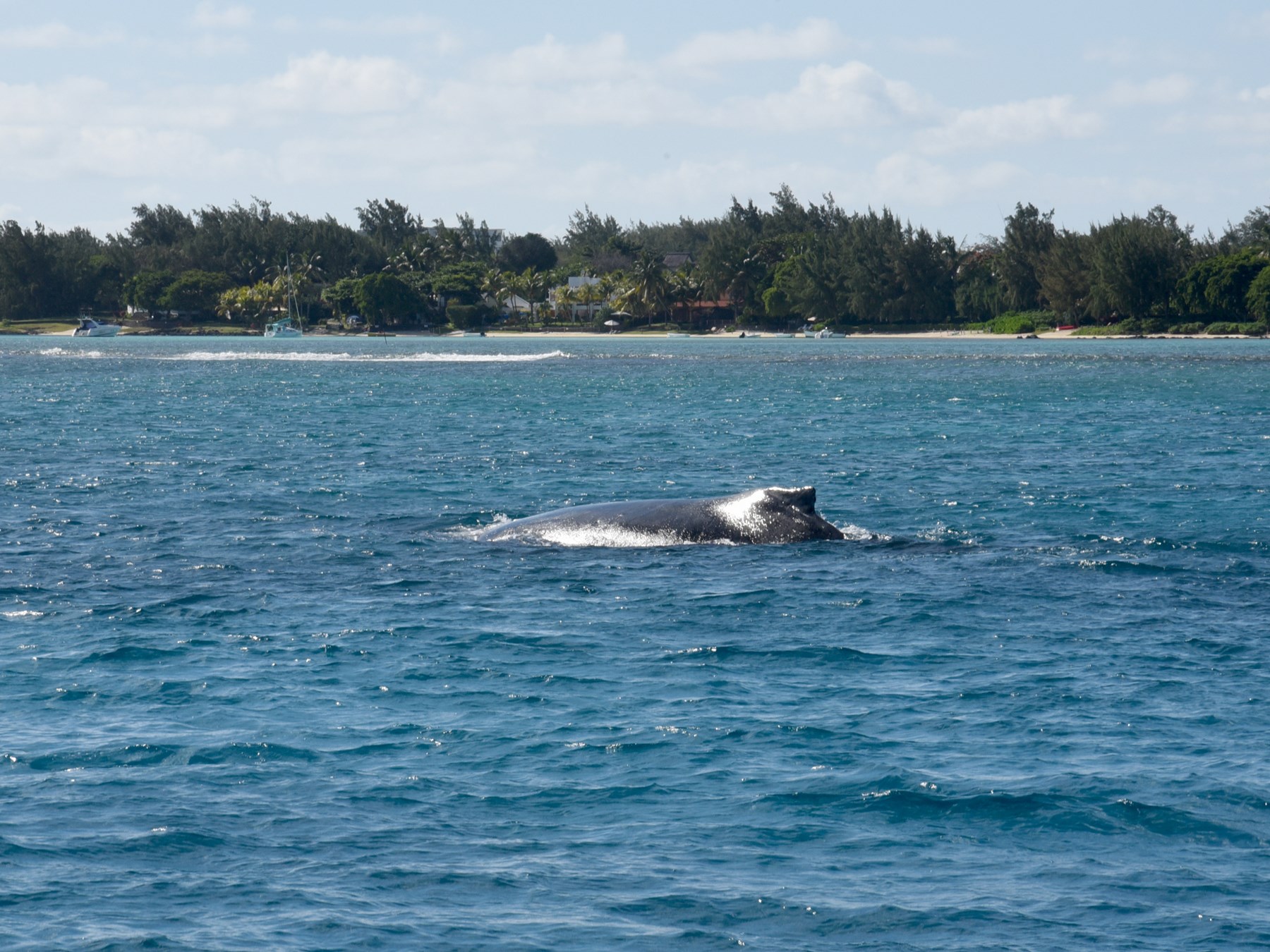 Où voir les baleines à la Réunion ? Les conseils OOVATU