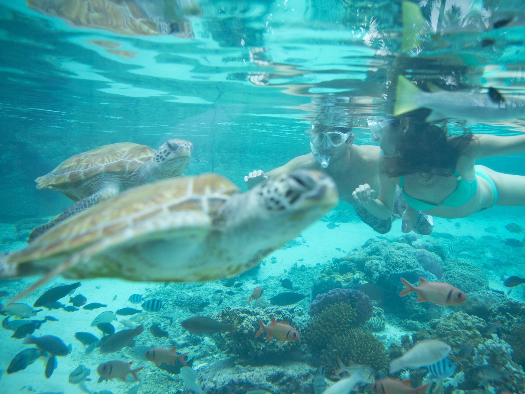Séjour à Rangiroa : des vacances de rêve avec le spécialiste oovatu