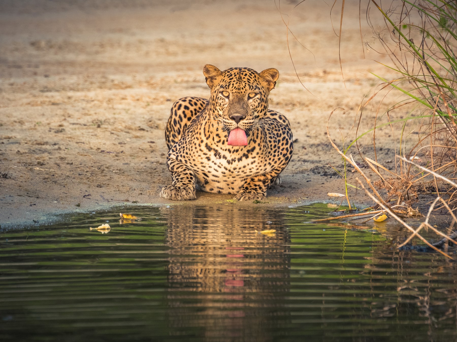Voyage à Yala au Sri Lanka : sélection des meilleurs hôtels