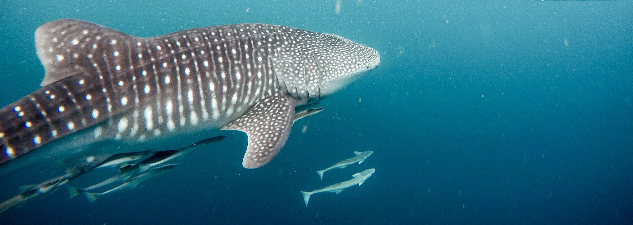 Les plus beaux spots pour nager avec les requins baleines aux Maldives