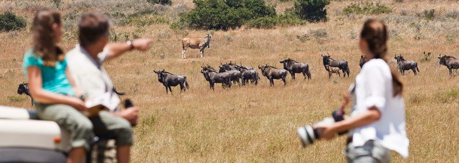 Où voir les Big Five en Afrique ? Les meilleures destinations de safari